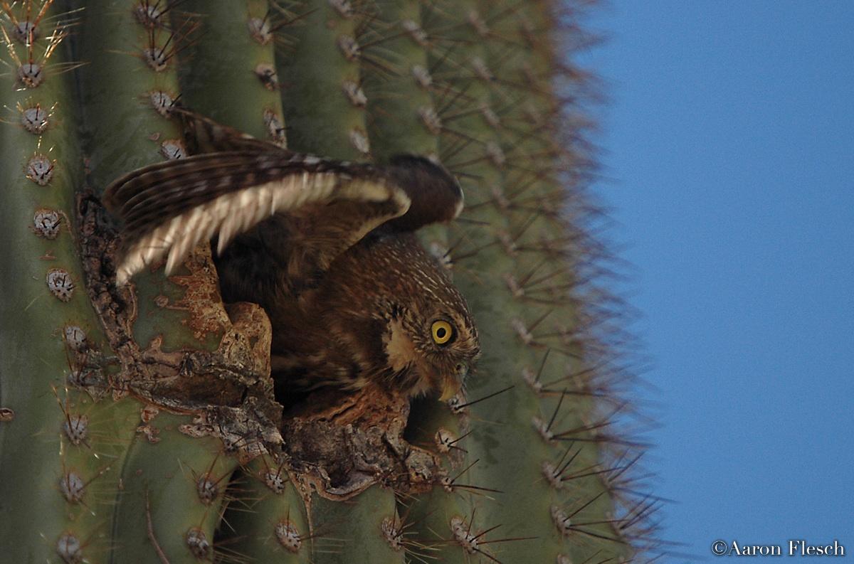 Cactus Ferruginous Pygmy-owls | Aaron Flesch Cactus Ferruginous Pygmy-owls | Aaron Flesch