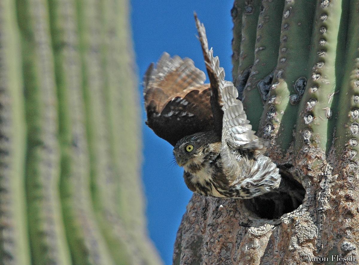 Cactus Ferruginous Pygmy-owls | Aaron Flesch Cactus Ferruginous Pygmy-owls | Aaron Flesch