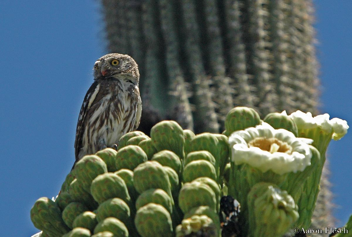 Cactus Ferruginous Pygmy-owls | Aaron Flesch Cactus Ferruginous Pygmy-owls | Aaron Flesch