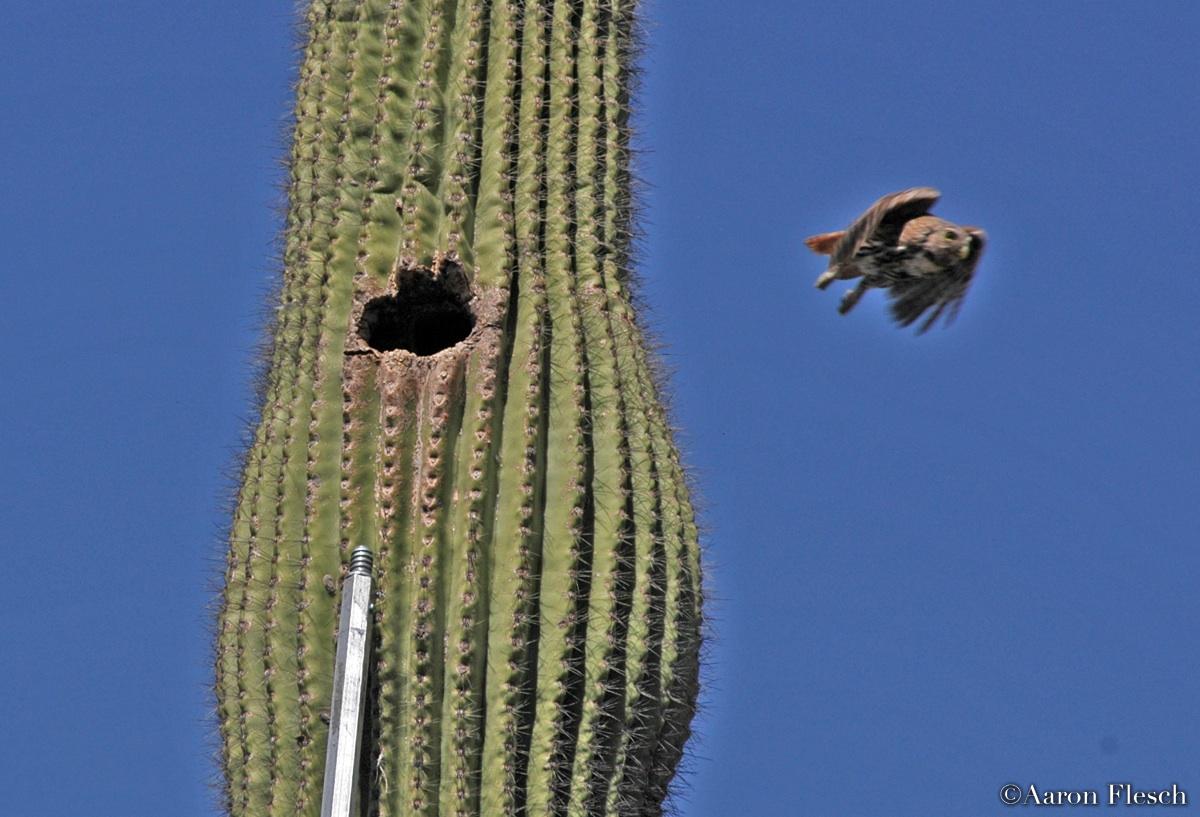 Cactus Ferruginous Pygmy-owls | Aaron Flesch Cactus Ferruginous Pygmy-owls | Aaron Flesch