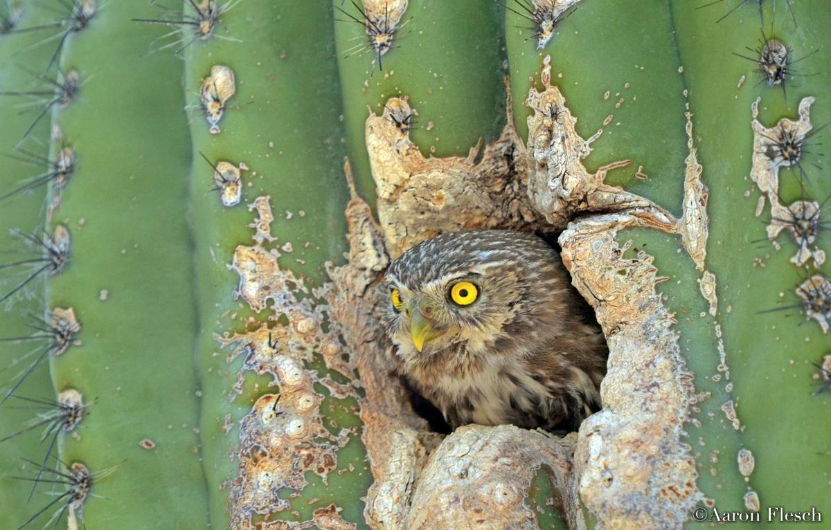 Cactus Ferruginous Pygmy-owls | Aaron Flesch Cactus Ferruginous Pygmy-owls | Aaron Flesch